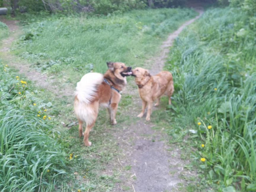 Собаки бесплатно в добрые руки щенки