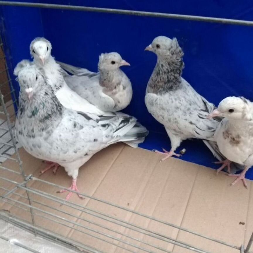 Продажа бакинских голубей