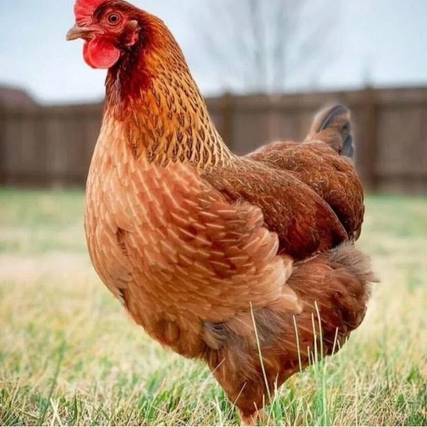 Куры несушки домашние