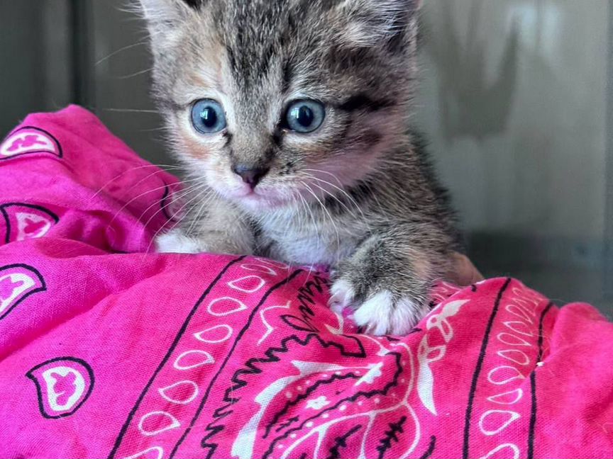 Малюсенькие котята в добрые руки