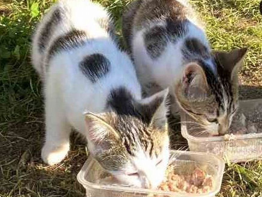 Котята в добрые руки бесплатно