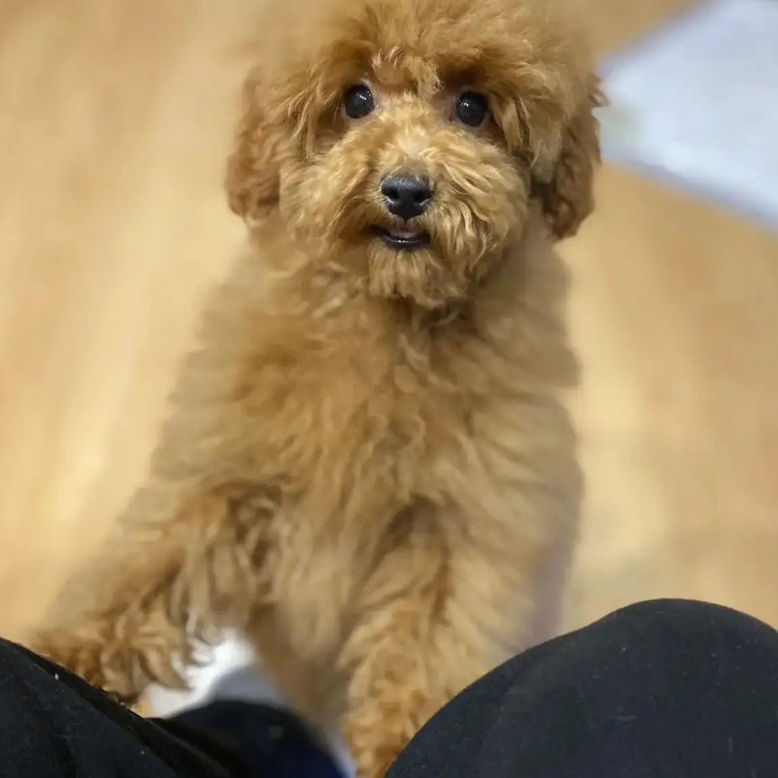 Той-пудель, щенок