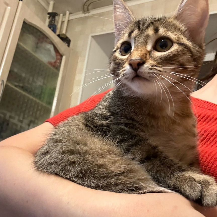 Азиатская табби котёнок