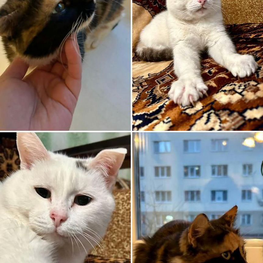 У кошек умерла хозяйка