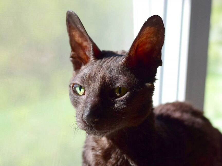 Сфинкс Браш девочка (Корниш-рекс)