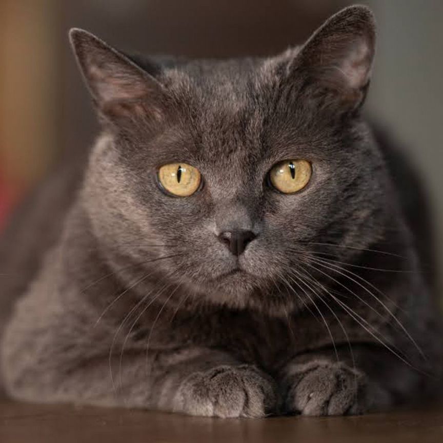 Взрослая кошка из приюта