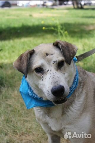 Барбос в добрые руки