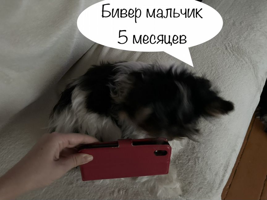Миник Бивер