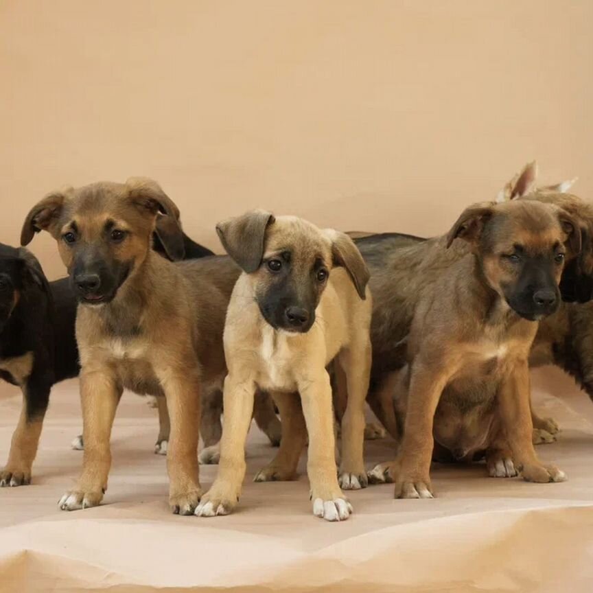 Щенки в добрые руки