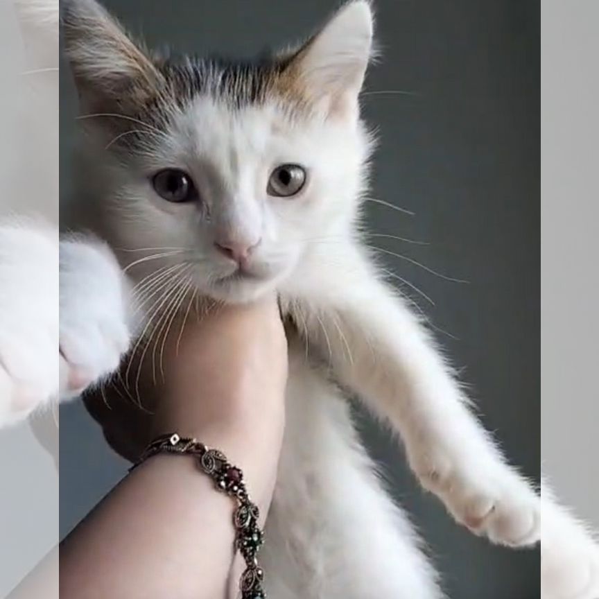 Крошка котенок мальчик Лапсик 2 месяца в дар