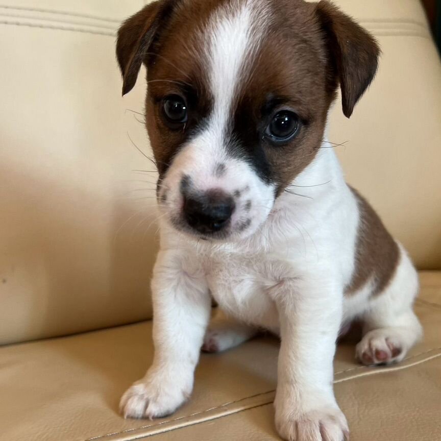 Щенки джек рассел терьер