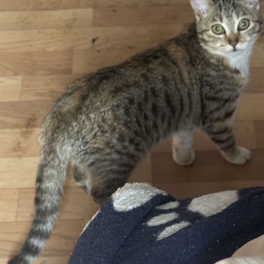 Кошка