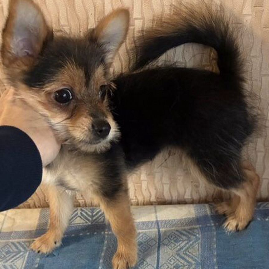 Йоркширский терьер, щенок