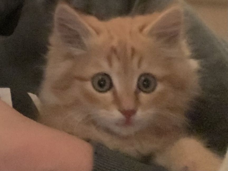 Котенок рыжий спасеныш