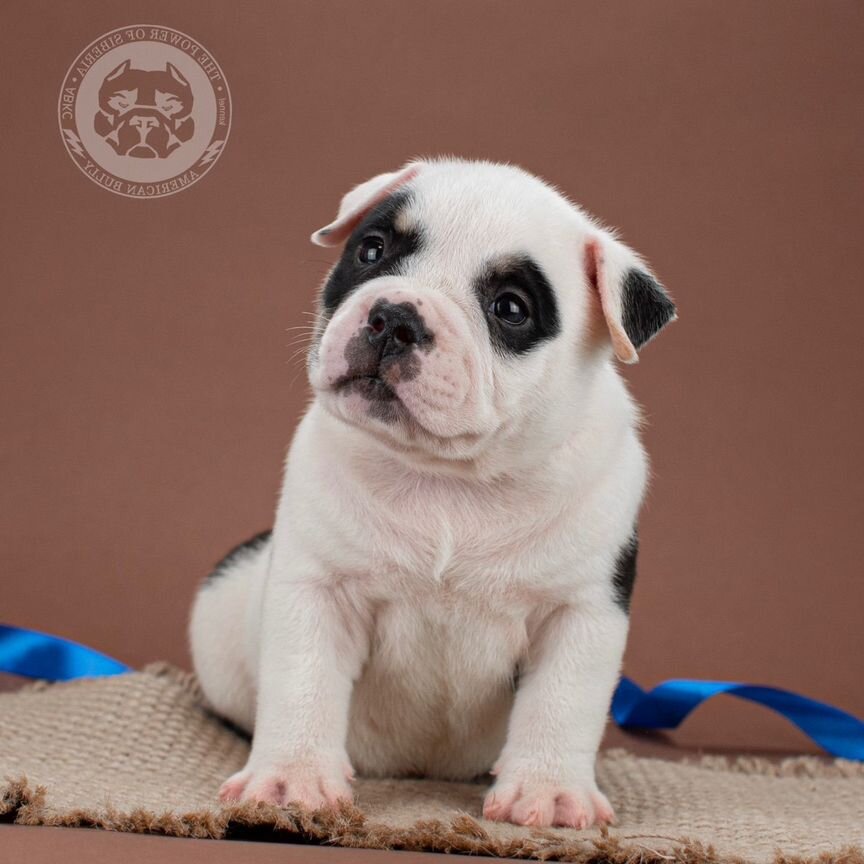 Щенок Американский Булли