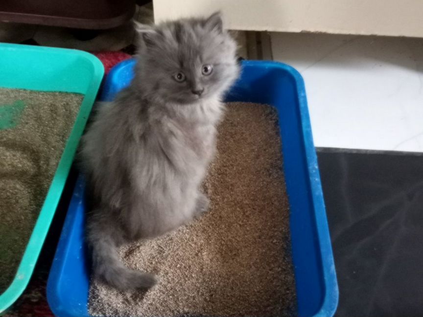 Продам котенка