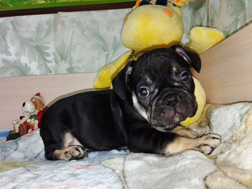 Французский бульдог щенки