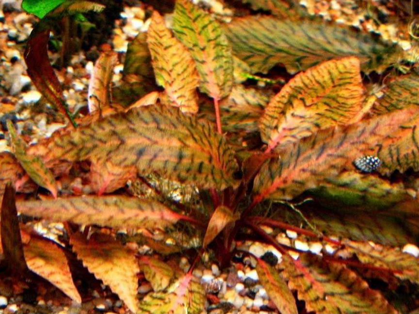 Креветки синие