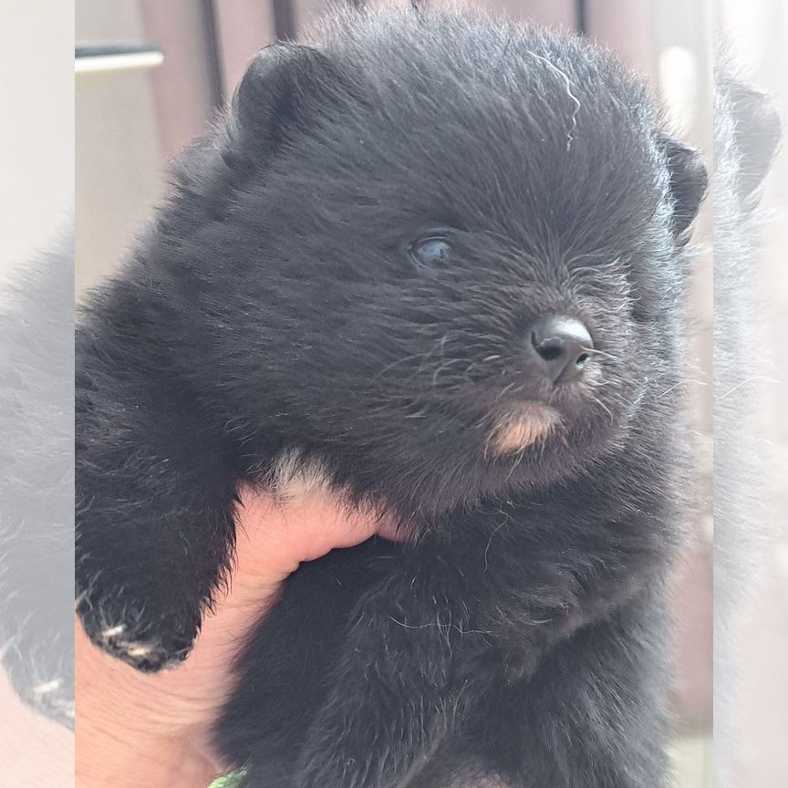 Продам щенки щпица