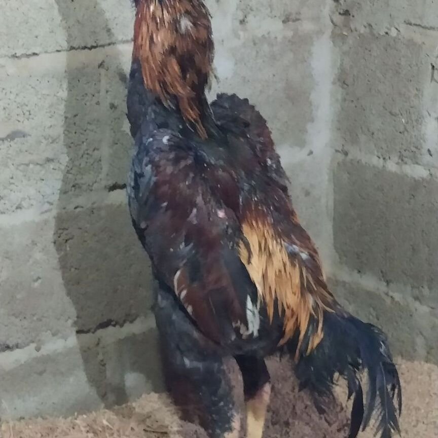 Бойцовые петухи о шамо