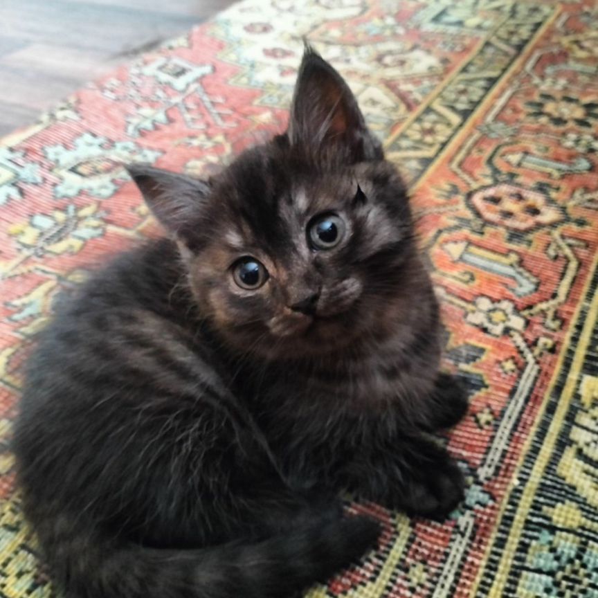 Сибирский котёнок