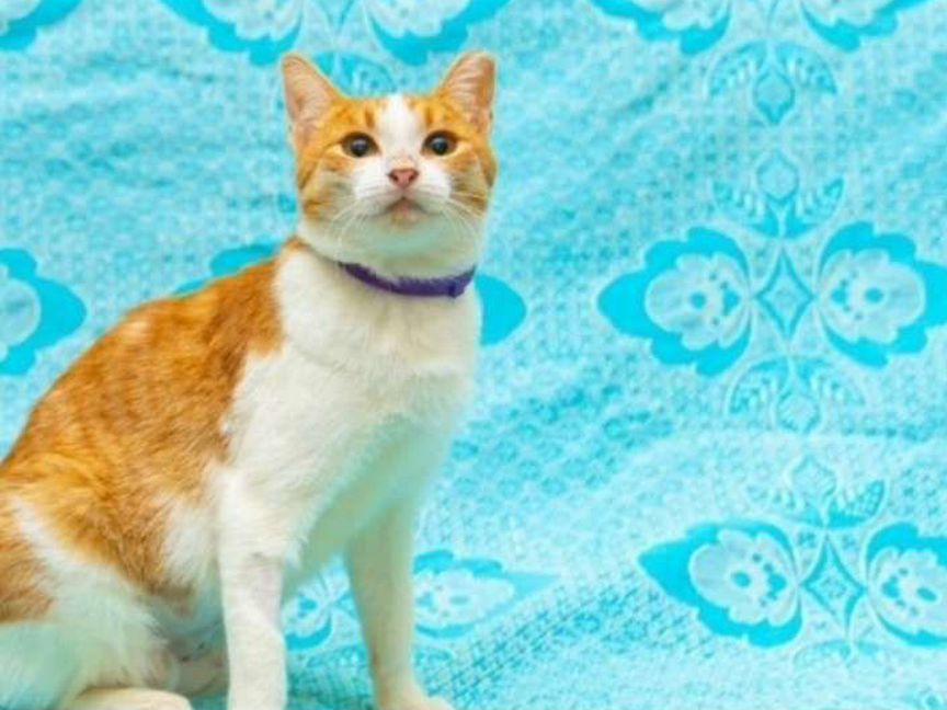 Умненькая кошечка в добрые руки