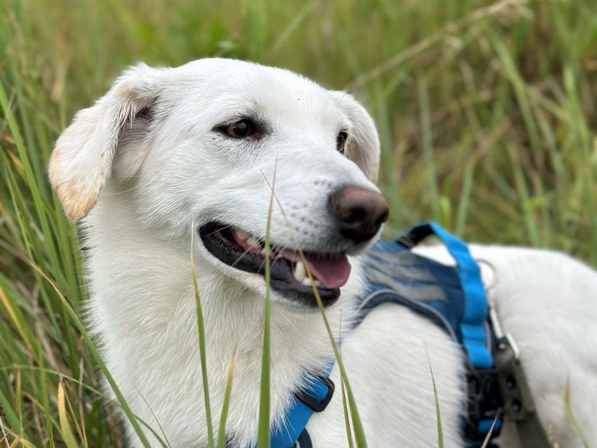 Скромная молоденькая собачка оказалась в приюте