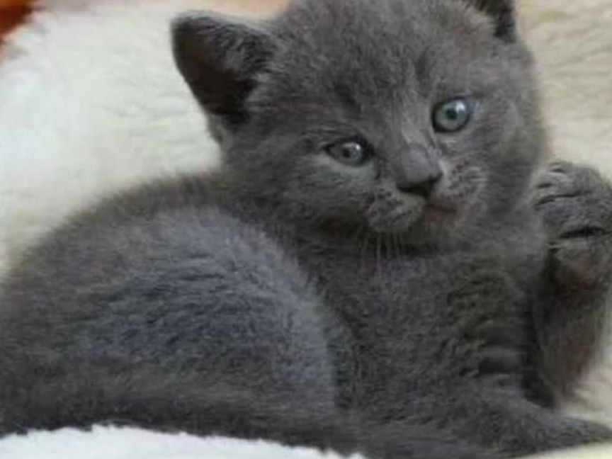 Котята не породистые