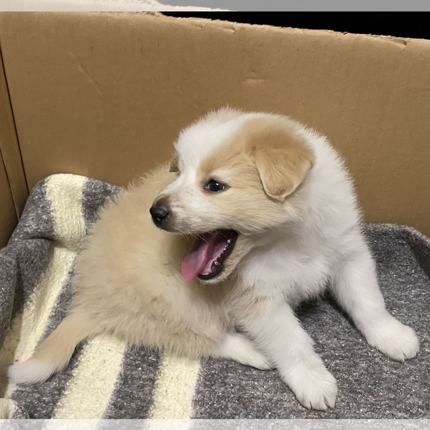 Щенок в добрые руки