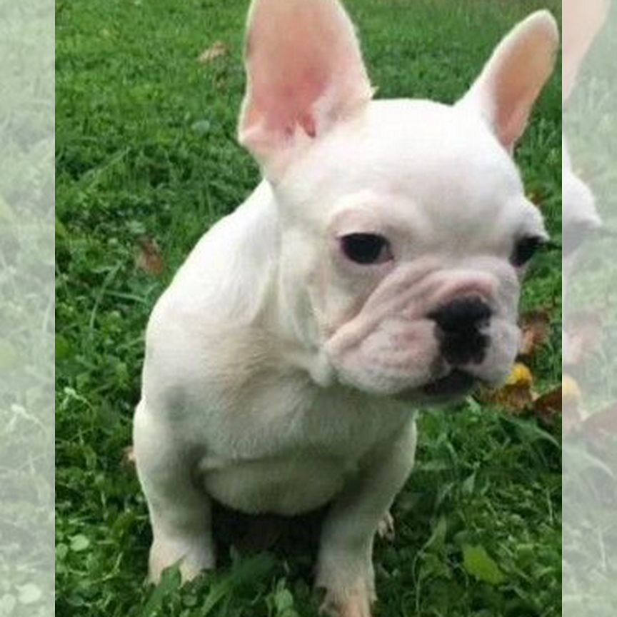 Французский бульдог, взрослая собака