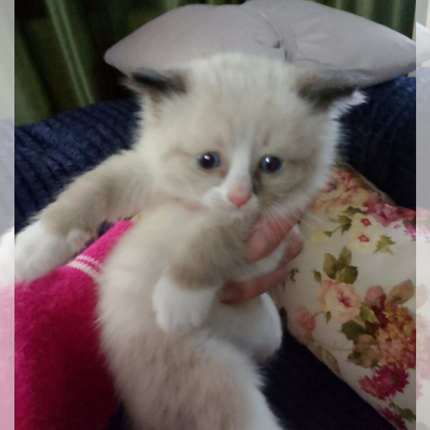 Невский маскарадный котёнок