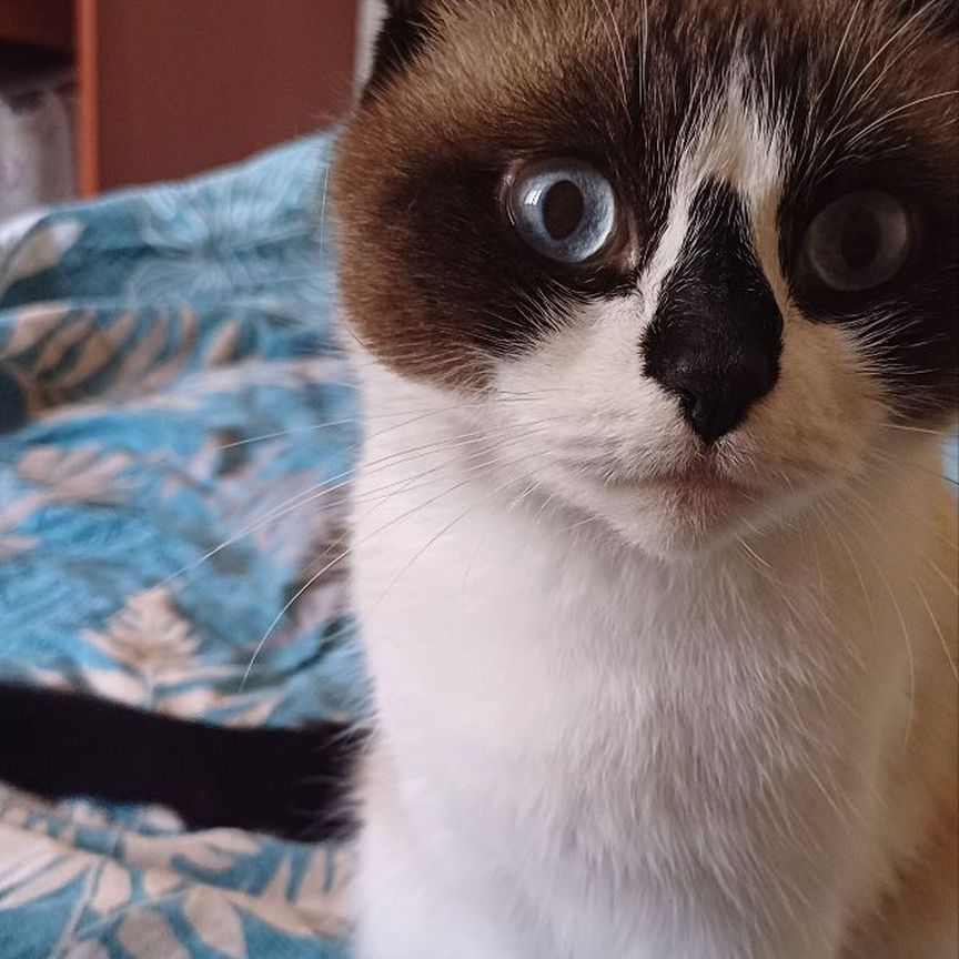 Кошка