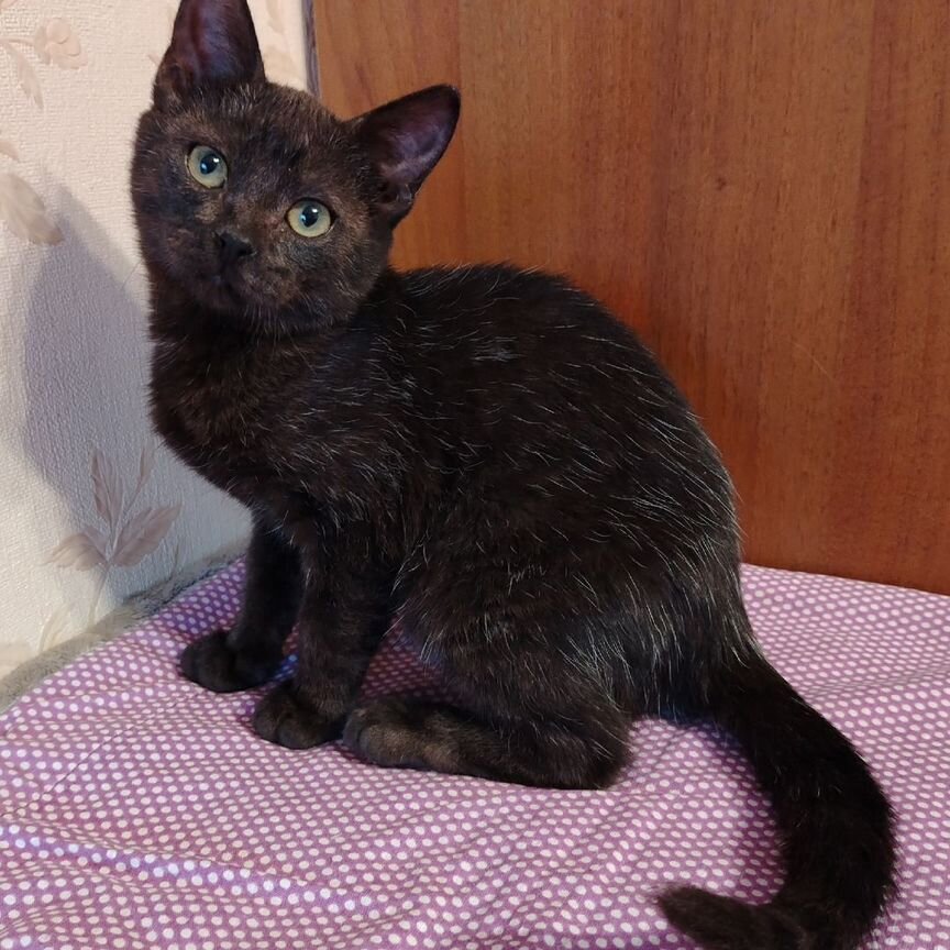 Котёнок
