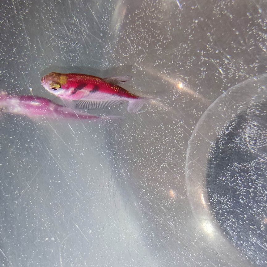 Теренция карамелька лиловая