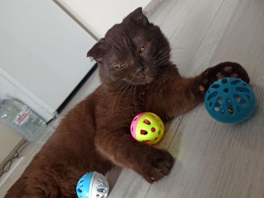 Шотландский кот вязка