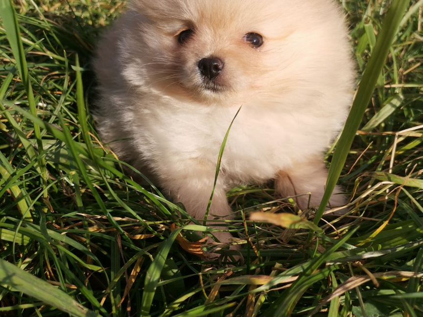 Мишки из США Померанский шпиц