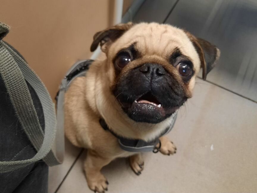 Мопс бесплатно