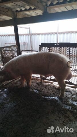 Хряк племянной