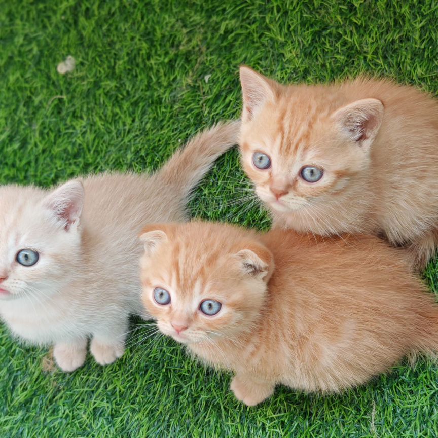 Шотландские вислоухие котята