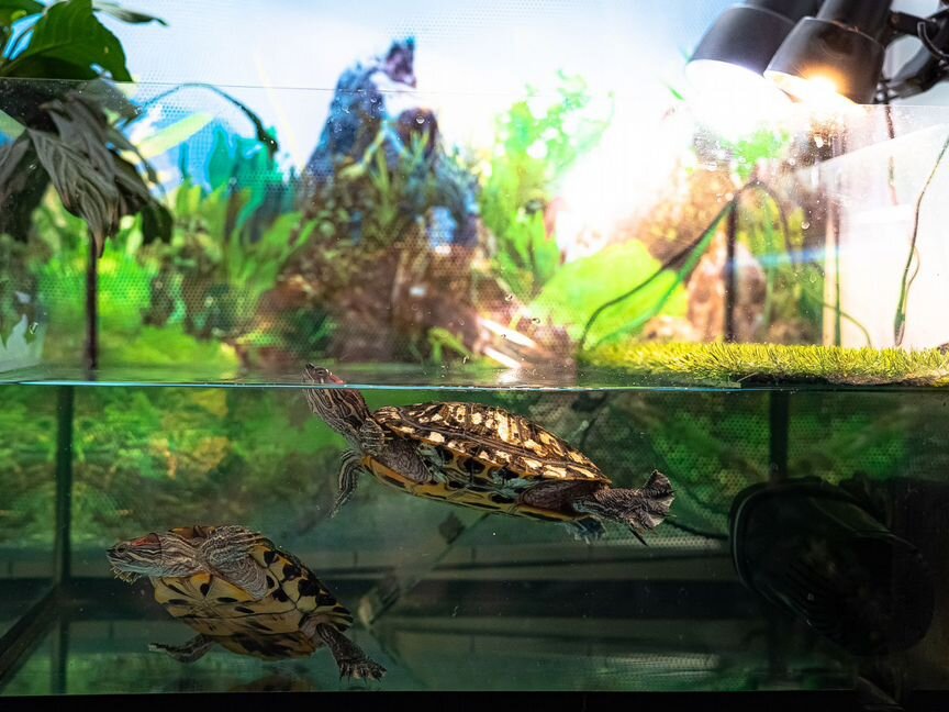 Аквариум,акватеррариум для черепах комплект