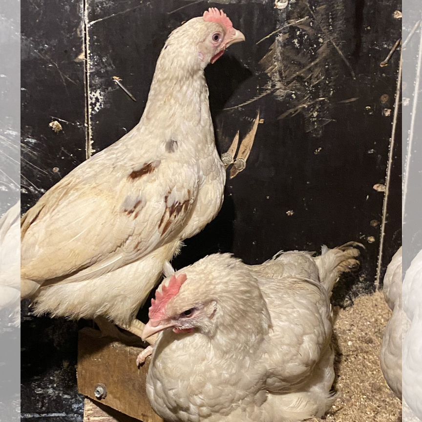 Петушки домашние