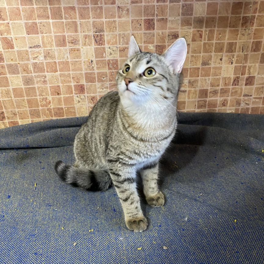 Котенок Лисенок