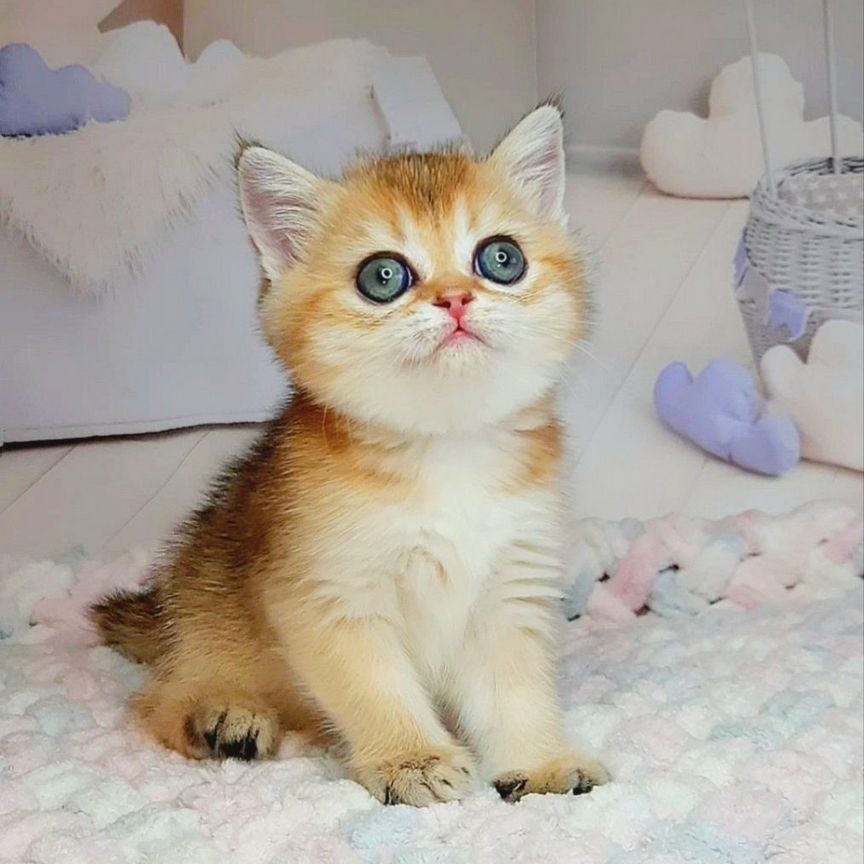 Шотландский золотой подарок