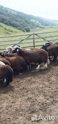 Ягнята барашки