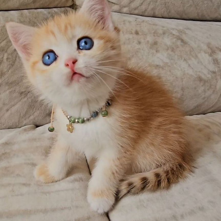 Манчкин котёнок