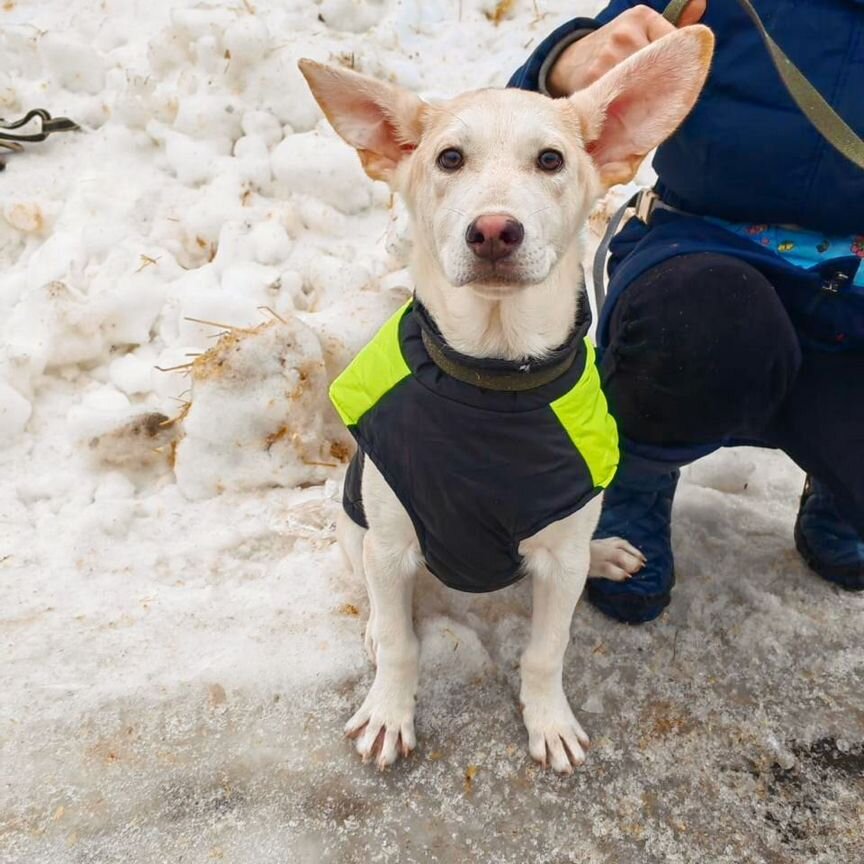 Ушастик щенуля - Краш из приюта в добрые руки