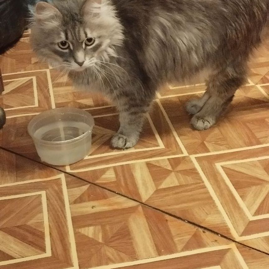 В добрые руки