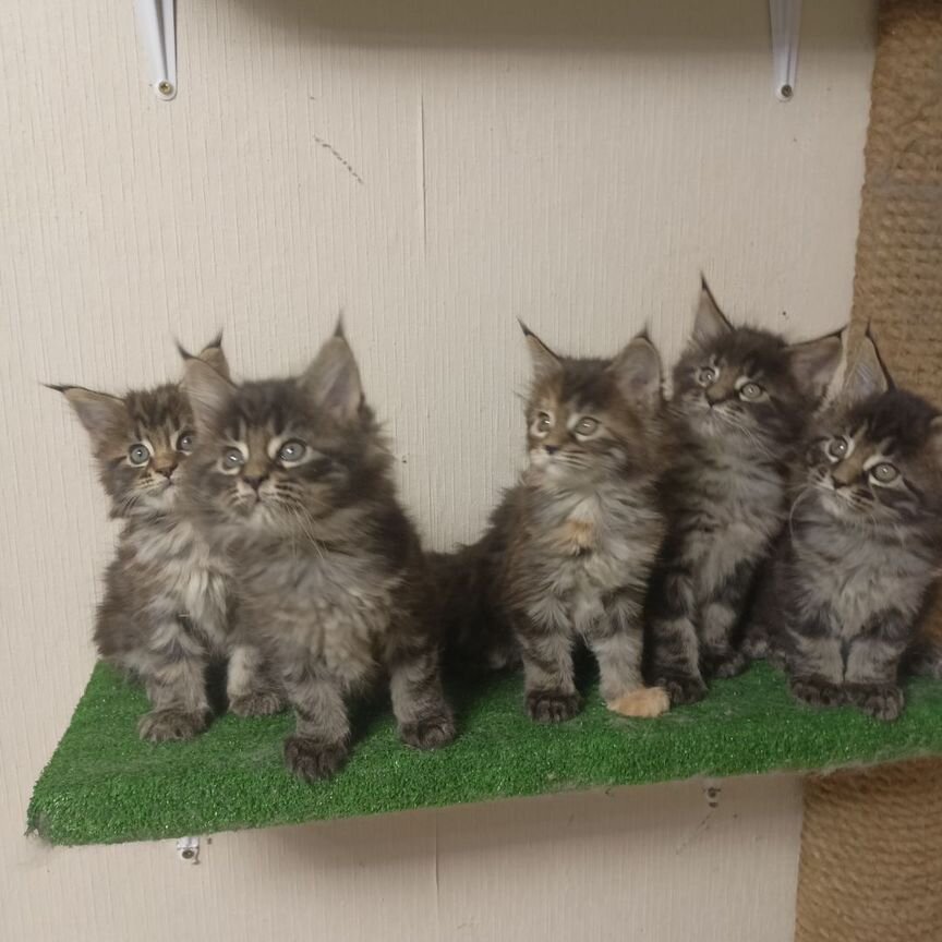 Котята мейн-кун