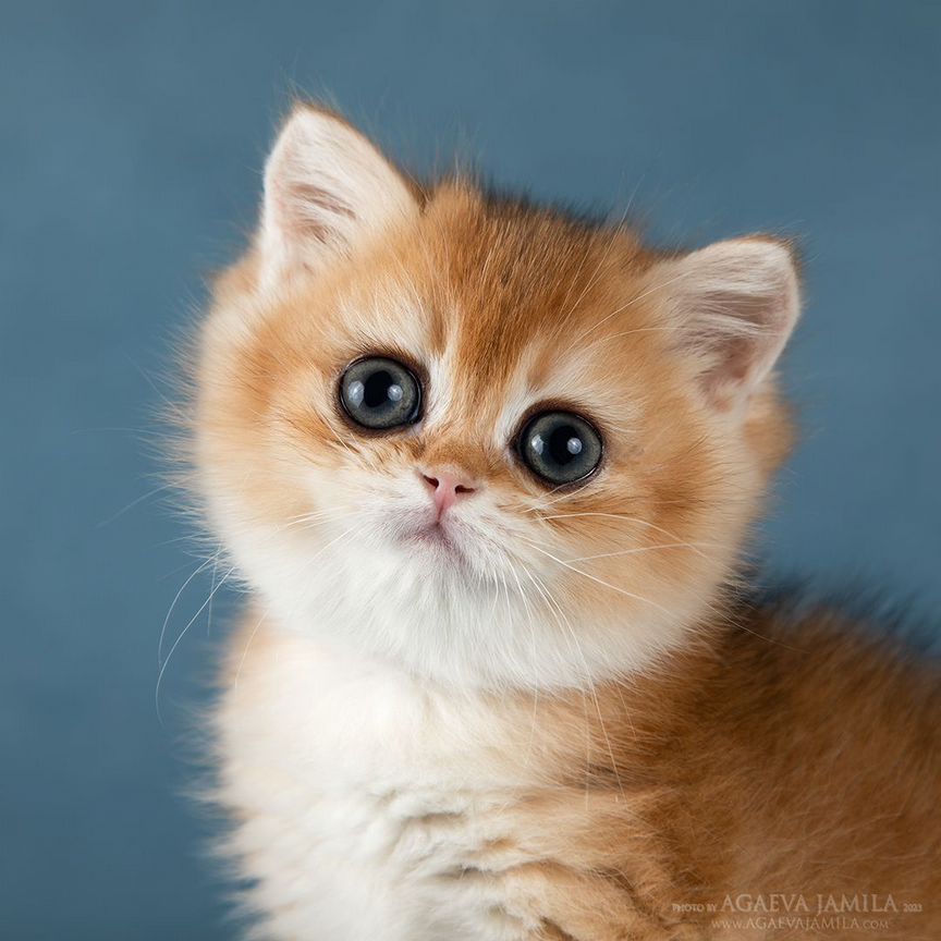 Девочки и мальчики золотые британские шиншиллы