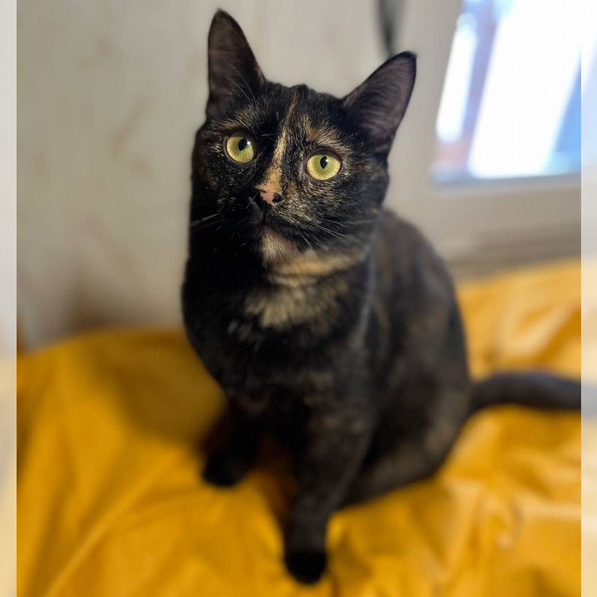 Взрослая, кошка в добрые руки